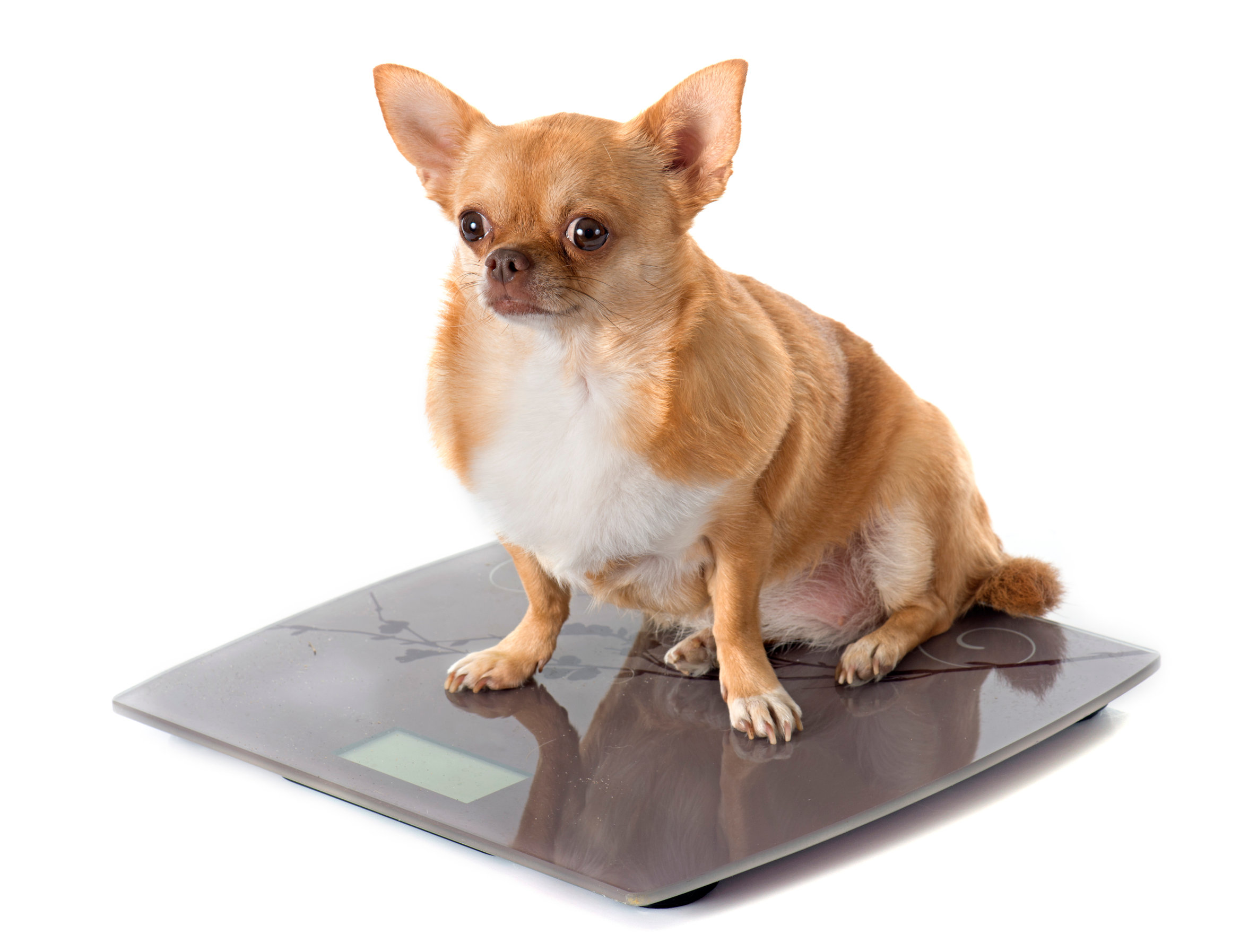 A Healthy Weight Means a Healthy Pet - Earth Animal