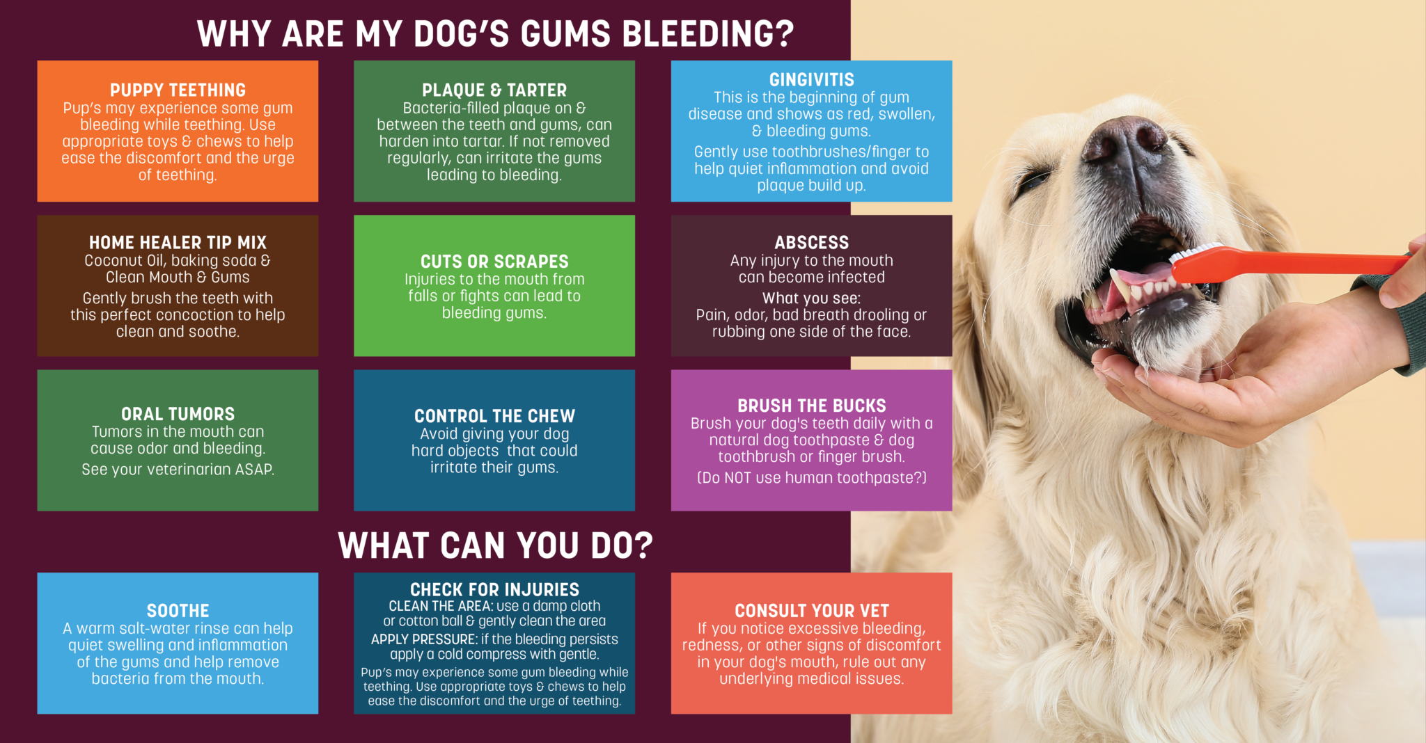 Oral Health Concerns? Here's What We Recommend! - Earth Animal